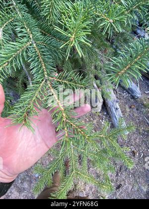 pines, spruces, larches, and allies (Pinoideae Stock Photo - Alamy