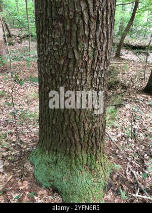 spruce pine (Pinus glabra Stock Photo - Alamy