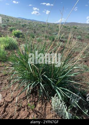 Great Basin Wildrye (Leymus cinereus) Plantae Stock Photo - Alamy