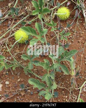 South African Spiny Cucumber (Cucumis zeyheri Stock Photo - Alamy