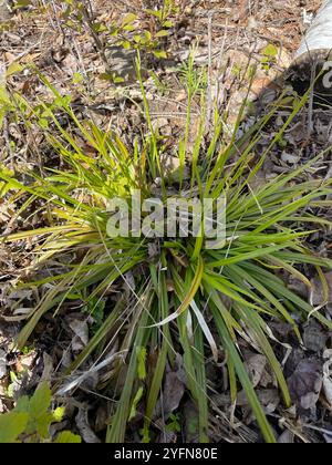 drooping woodland sedge (Carex arctata Stock Photo - Alamy