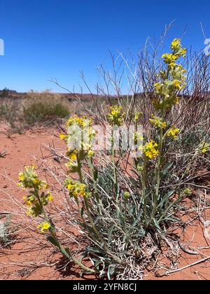 Brenda's Yellow Cryptantha (Oreocarya flava Stock Photo - Alamy