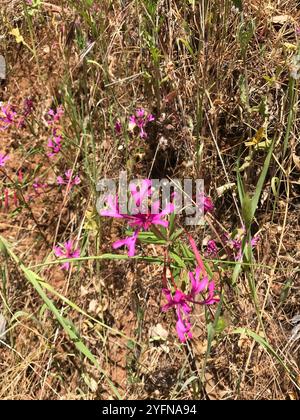 Red Ribbons (Clarkia concinna concinna Stock Photo - Alamy