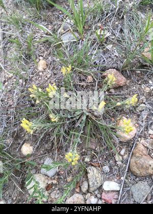 Mountain Bladderpod (Physaria montana Stock Photo - Alamy