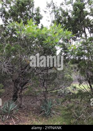 Prairie flameleaf sumac (Rhus lanceolata Stock Photo - Alamy