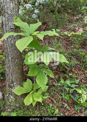 Fraser Magnolia (Magnolia fraseri Stock Photo - Alamy