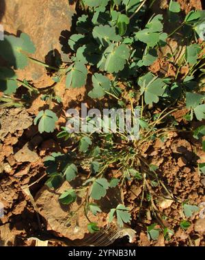 Helicopter Ferns (Marsilea Stock Photo - Alamy