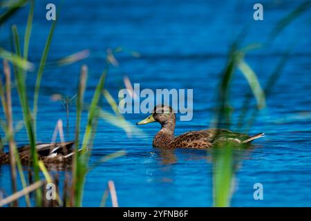 Duck, canard, lac, lake, floating, quebec, canada Stock Photo - Alamy