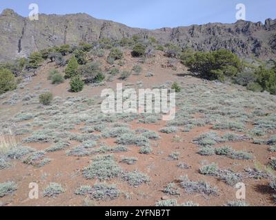 low sagebrush (Artemisia arbuscula Stock Photo - Alamy
