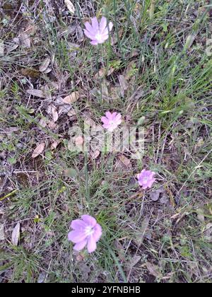 Texas Skeleton Plant (Lygodesmia texana Stock Photo - Alamy