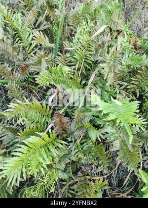 Cape Hard Fern (Blechnum capense) Strawberry Hill Fern Trail Stock ...