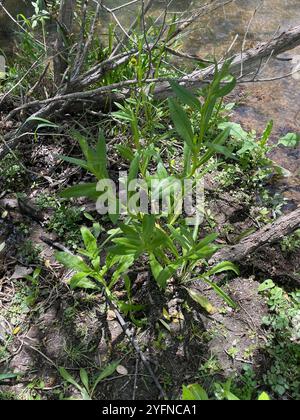 Rosilla (Helenium puberulum Stock Photo - Alamy