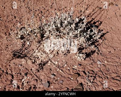 Shadscale Saltbush (Atriplex confertifolia Stock Photo - Alamy