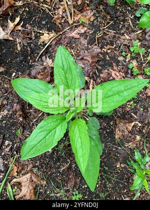 virginia stickseed (Hackelia virginiana Stock Photo - Alamy