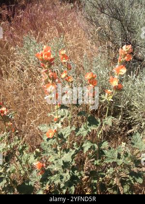 Munro's Globemallow (Sphaeralcea munroana Stock Photo - Alamy
