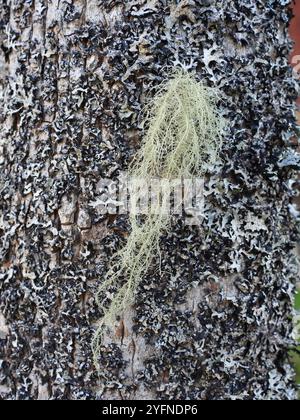 Fishbone Beard Lichen (Usnea dasopoga) Fungi Stock Photo - Alamy