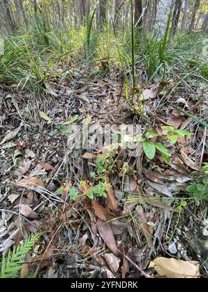 pomax (Pomax umbellata Stock Photo - Alamy
