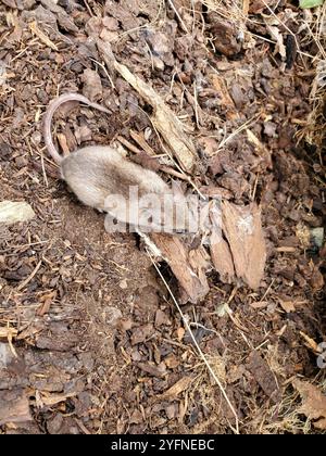 Western Deer Mouse (Peromyscus sonoriensis Stock Photo - Alamy