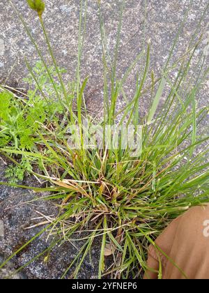 green-sheathed sedge (Carex feta Stock Photo - Alamy