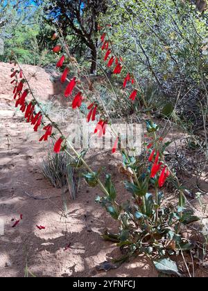 firecracker penstemon (Penstemon eatonii Stock Photo - Alamy