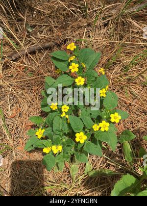 northern green-and-gold (Chrysogonum virginianum Stock Photo - Alamy