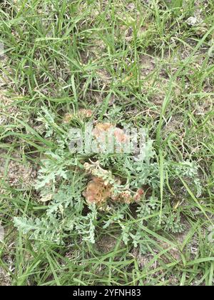 mountain springparsley (Vesper montanus Stock Photo - Alamy