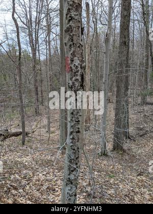 Beech Bark Canker Fungus (Neonectria faginata Stock Photo - Alamy