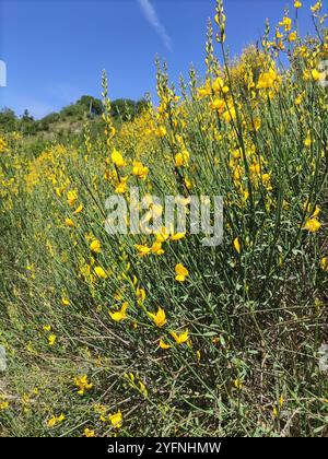 brooms, lupines, and allies (Genisteae Stock Photo - Alamy