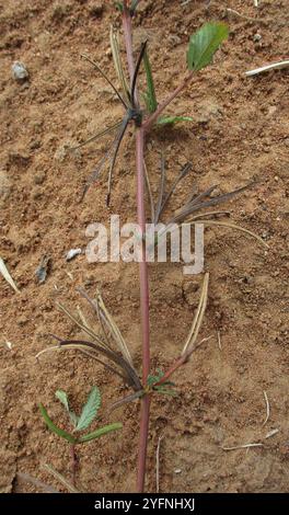 Wild Jute (Corchorus tridens Stock Photo - Alamy