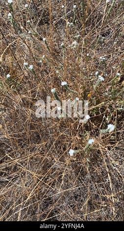 flaccid cryptantha (Cryptantha flaccida Stock Photo - Alamy