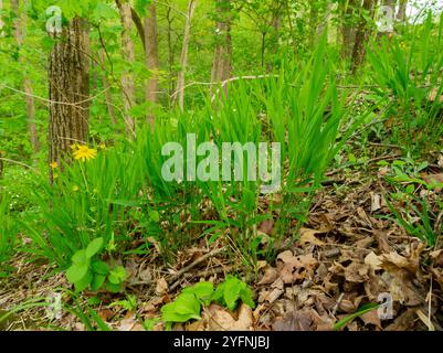 Long-awned Wood Grass (Brachyelytrum erectum Stock Photo - Alamy