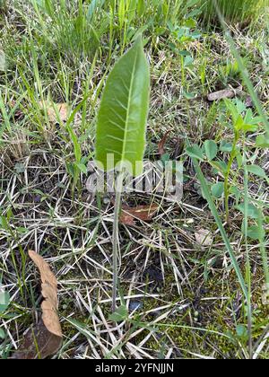 prairie dock (Silphium terebinthinaceum Stock Photo - Alamy