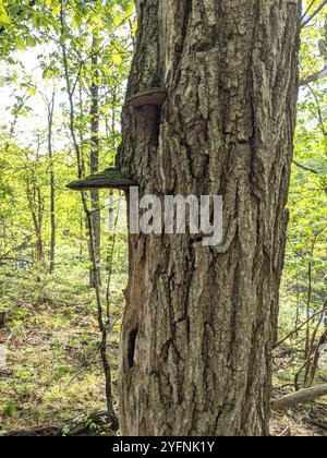 Cracked Cap Polypore (Fulvifomes robiniae) Fungi Stock Photo - Alamy