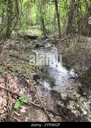 Lindheimer shield fern (Pelazoneuron ovatum lindheimeri Stock Photo - Alamy