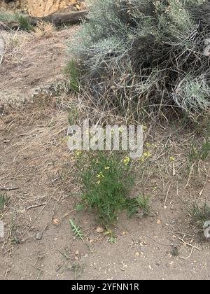 Tall Tumblemustard (Sisymbrium altissimum Stock Photo - Alamy