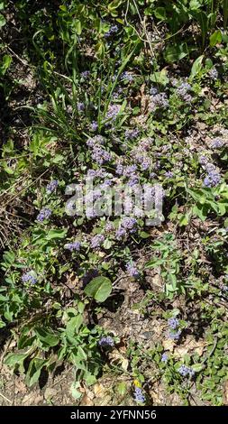 Mahala mat (Ceanothus prostratus Stock Photo - Alamy