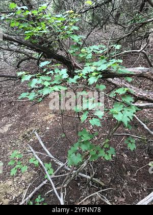 sweet mountain grape (Vitis monticola Stock Photo - Alamy