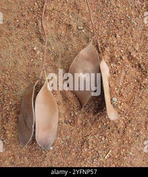 wild syringa (Burkea africana Stock Photo - Alamy