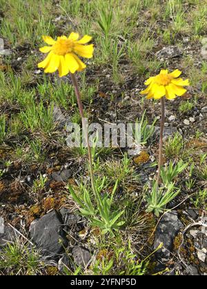 lakeside daisy (Tetraneuris herbacea Stock Photo - Alamy