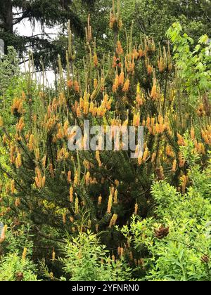 pines, spruces, larches, and allies (Pinoideae Stock Photo - Alamy