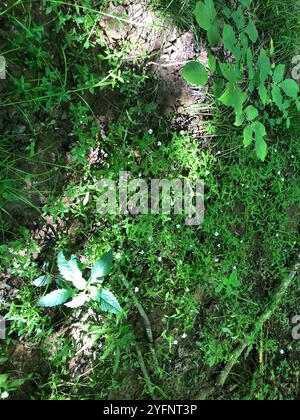 Florida Hedge Hyssop (Gratiola floridana Stock Photo - Alamy