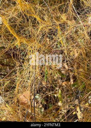 California dodder (Cuscuta californica Stock Photo - Alamy