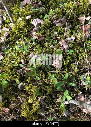 rough goose neck moss (Hylocomiadelphus triquetrus Stock Photo - Alamy