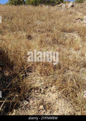 purple false-brome (Brachypodium distachyon Stock Photo - Alamy