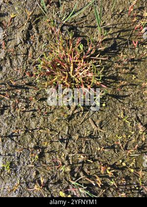Saltmarsh Sand Spurry (Spergularia marina Stock Photo - Alamy