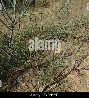 Black Storm (Cadaba aphylla Stock Photo - Alamy