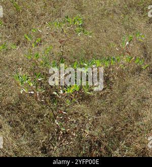 silver terminalia (Terminalia sericea Stock Photo - Alamy