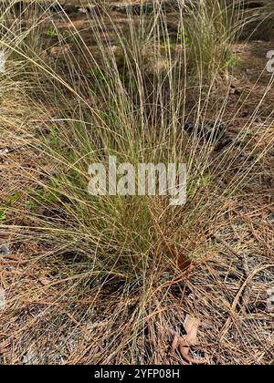 Wire grass (Aristida stricta Stock Photo - Alamy