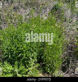 marsh baccharis (Baccharis glutinosa Stock Photo - Alamy
