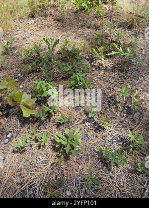 sand post oak (Quercus margaretiae Stock Photo - Alamy